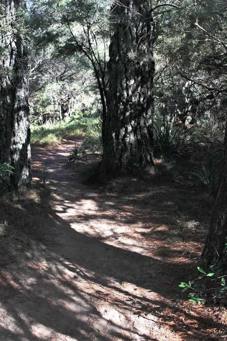 9 BEST Short Walks in the Blue Mountains (Easy to Moderate)